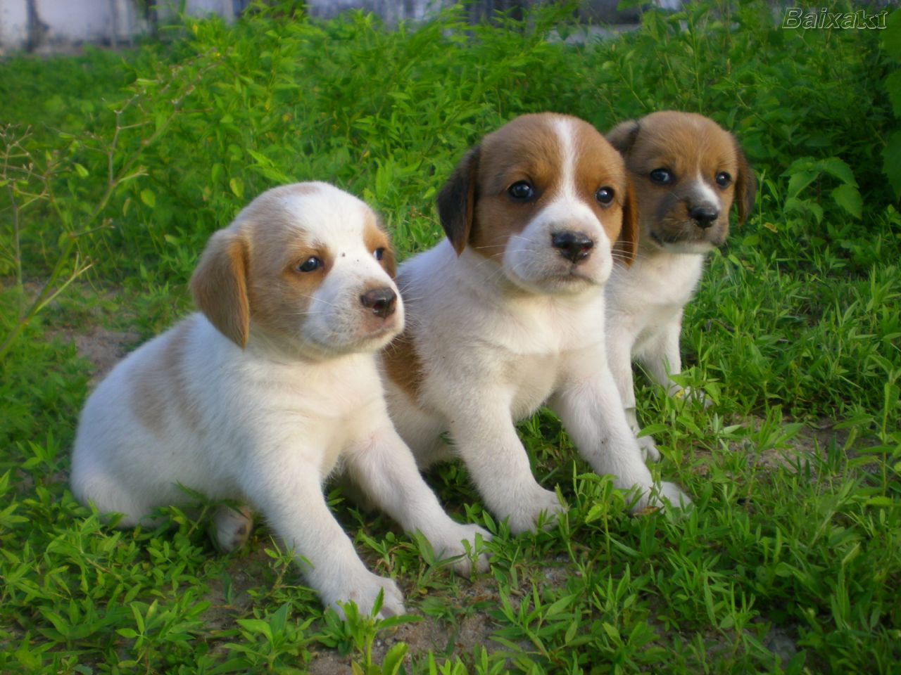 All 4 girls: Filhotes, sempre uma fofura!!