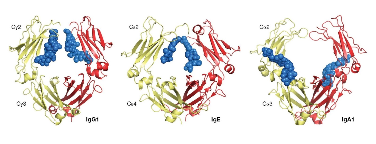 The Structure and Function of The Immunoglobulin Classes - pediagenosis