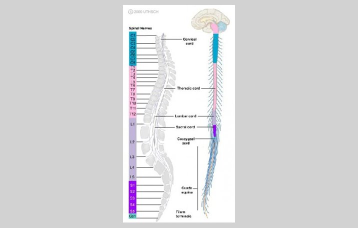 Pengertian dan Fungsi 31 Saraf Spinal | Markas Belajar