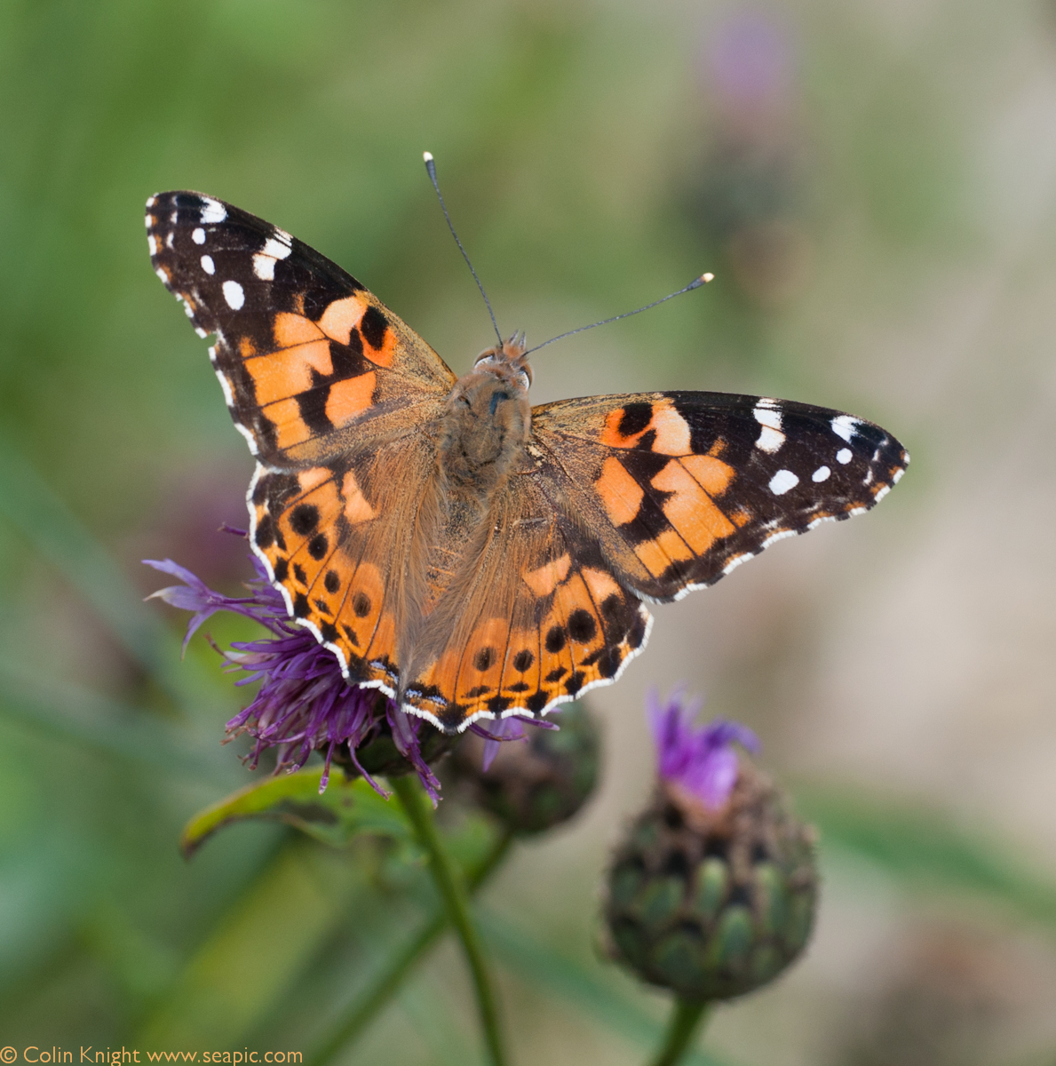 Postcards from Sussex: August 2012