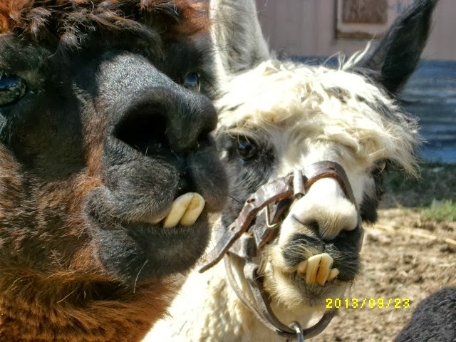 Copper Llama Studio: Trimming Alpaca Teeth
