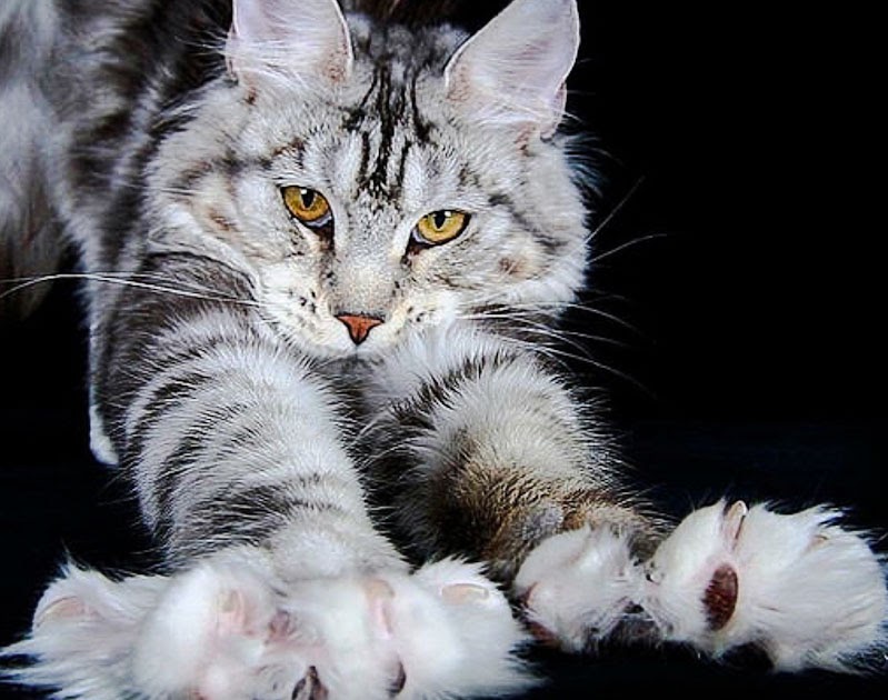 Your Maine Coon Guide