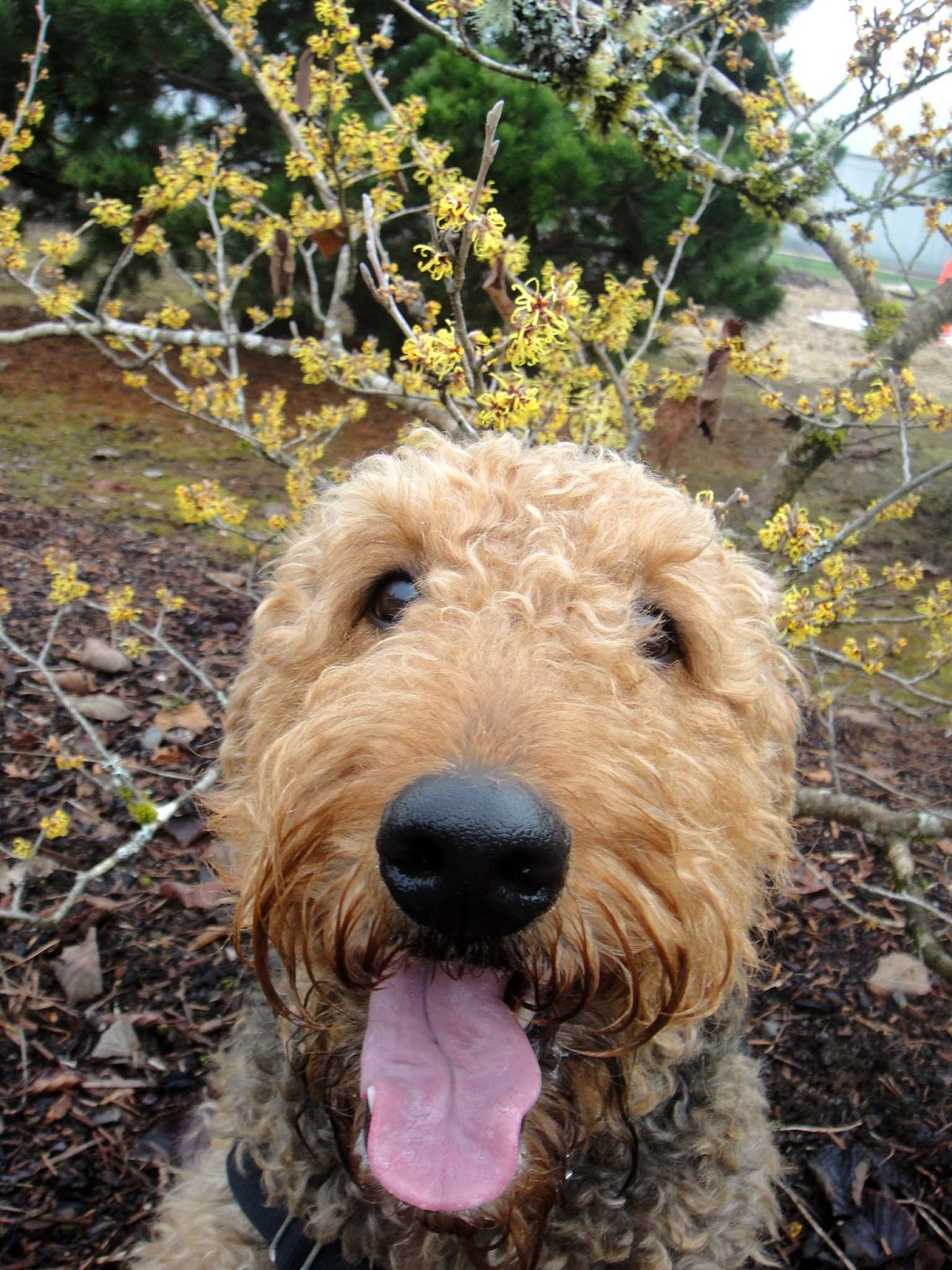 Gardening with Wyatt: A Riddle