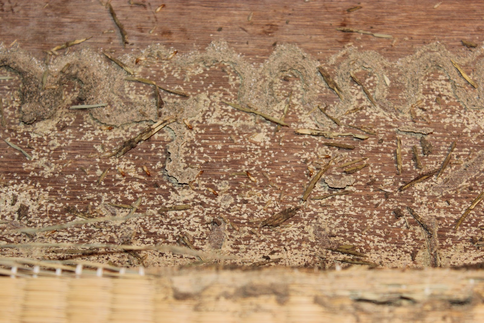 Oh Hey Japan: Termites