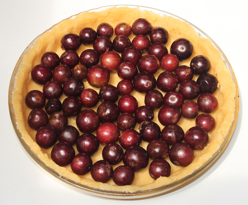 voiliertraoumad: Tarte aux Prunes’café à la crème d’amande