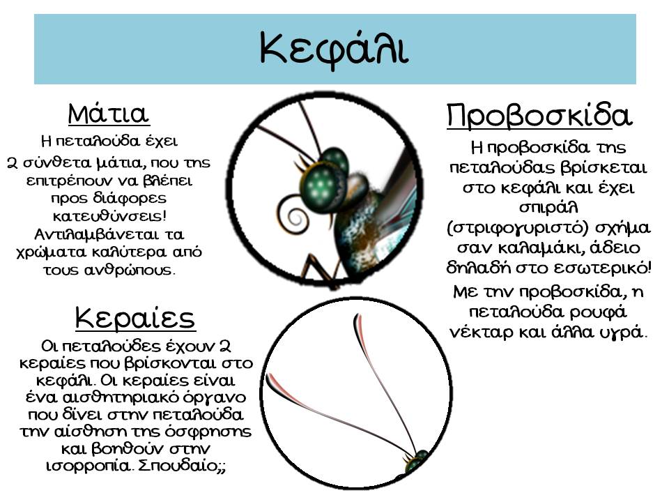 Όλα για το νηπιαγωγείο!: O κύκλος ζωής της πεταλούδας- μέρη του σώματος ...