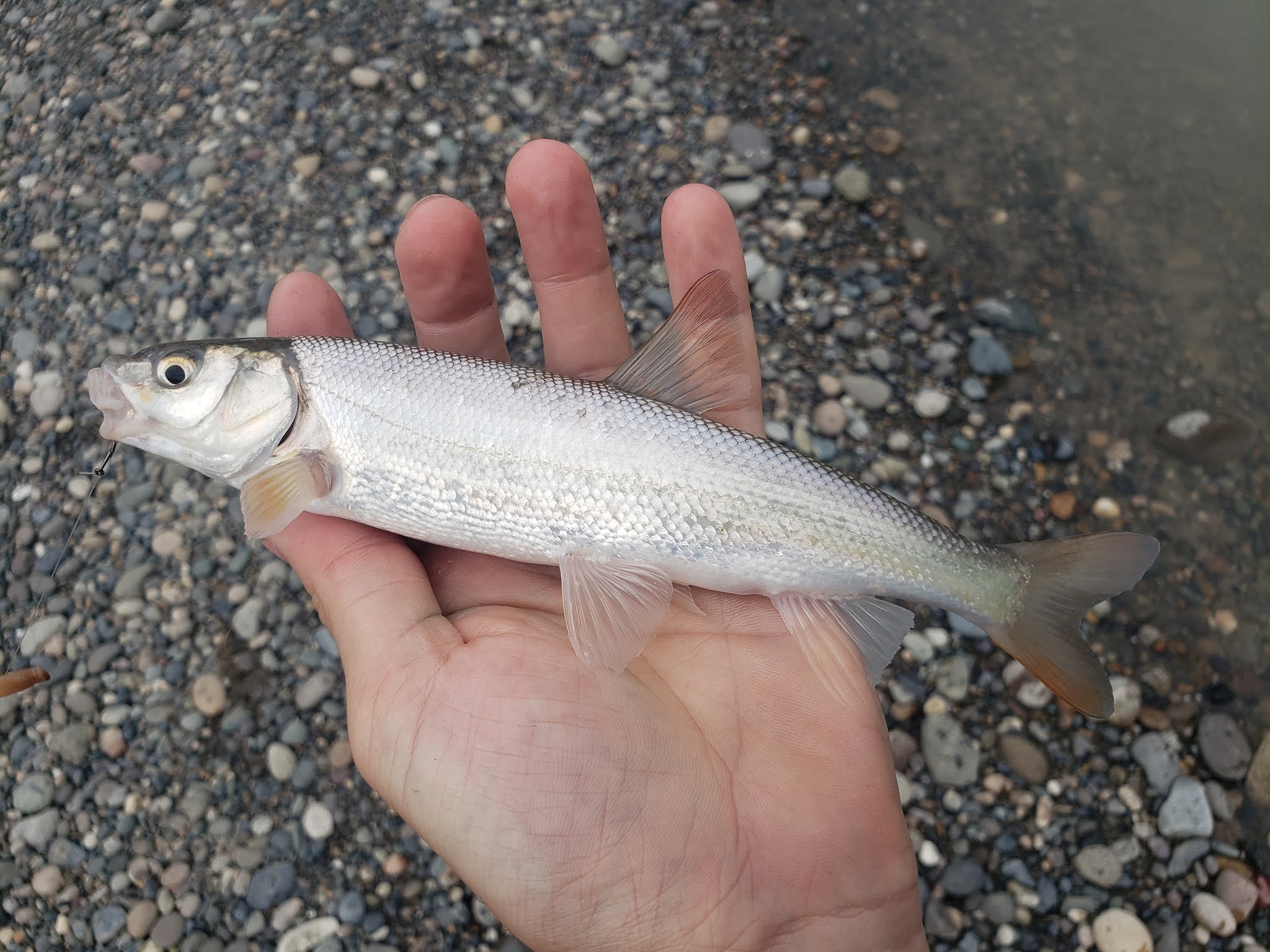 Fish Finding: An Ichthyological Adventure: Cross-Canada III: Mountains