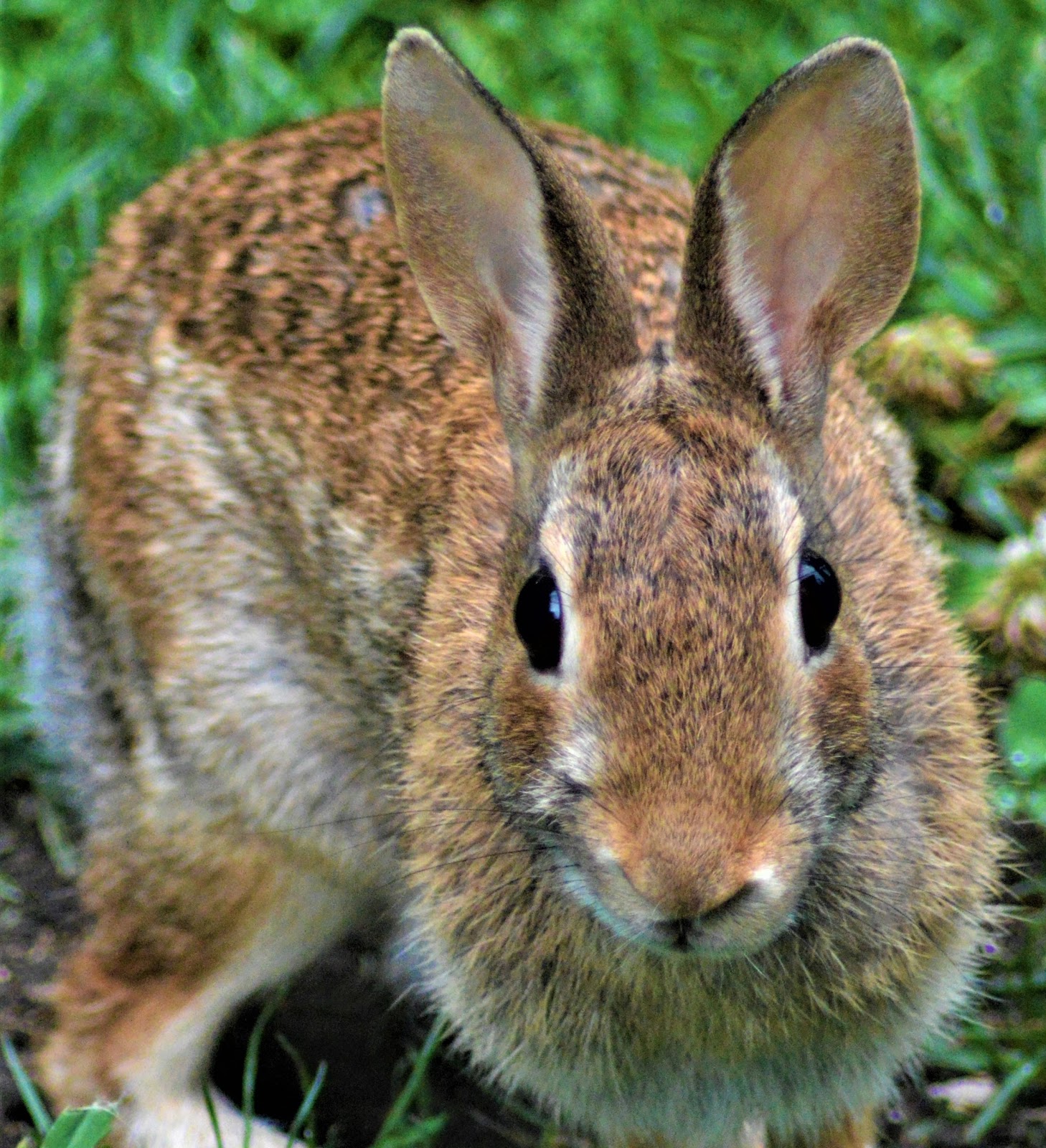 Camera on King & Aurora : Big black bunny eyes in backyard...