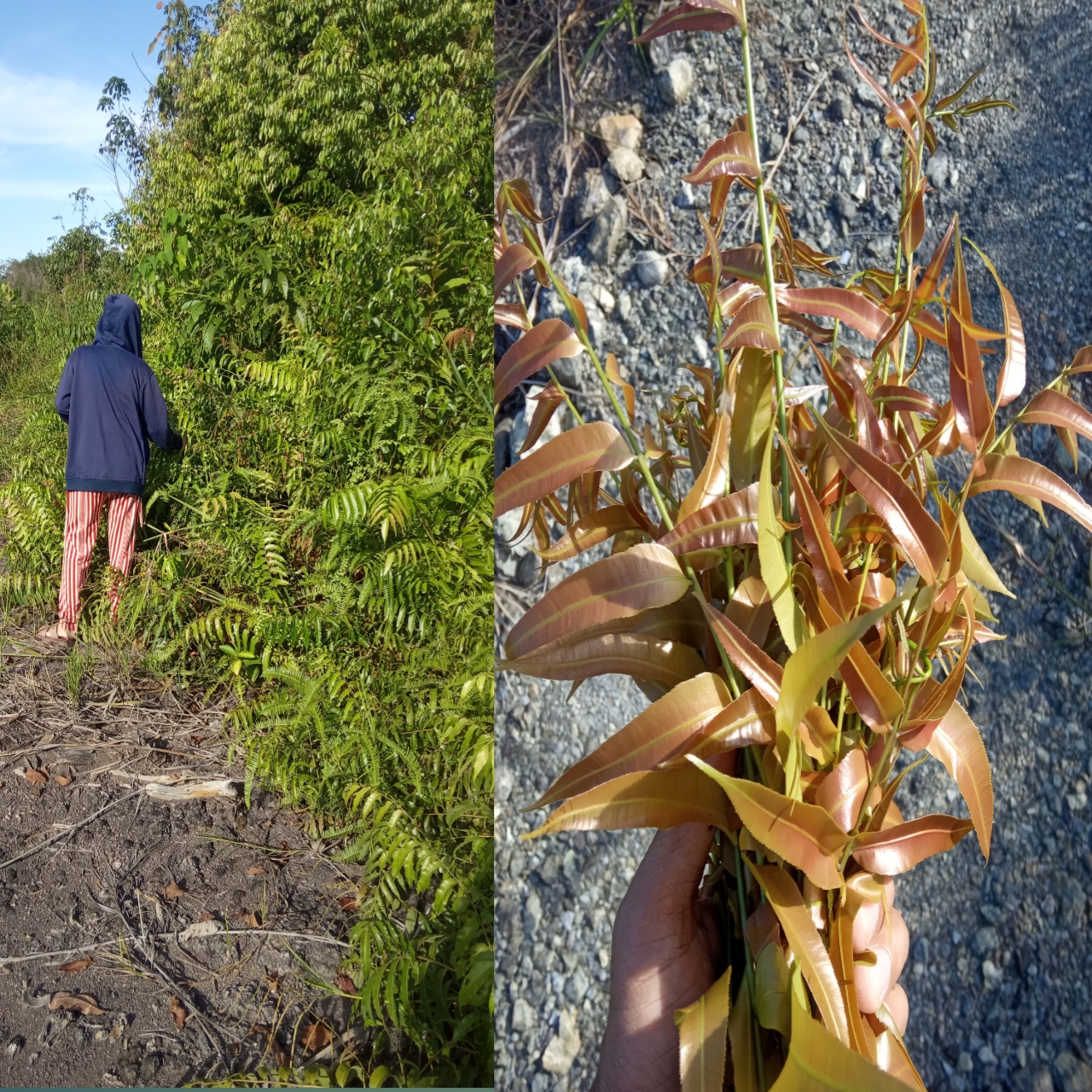 Sayur khas suku Dayak ( kalakai)