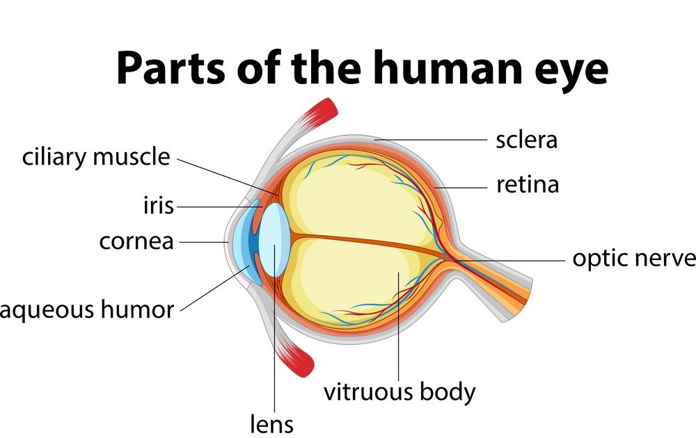 How Human Eye works