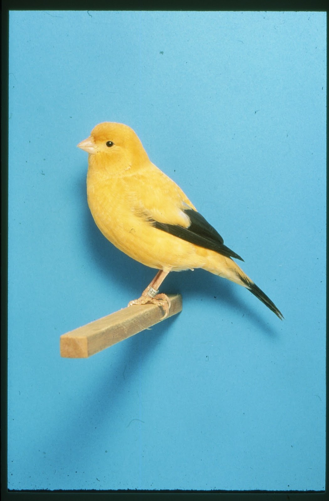 BURUNG KENARI | Royal Canary Bird Farm