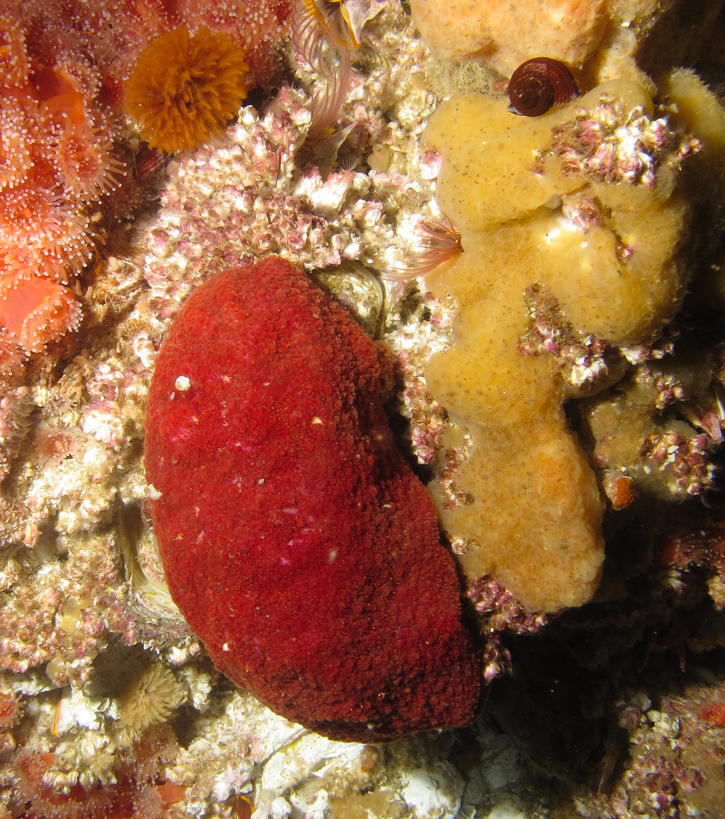 Gumboot Chiton Teeth