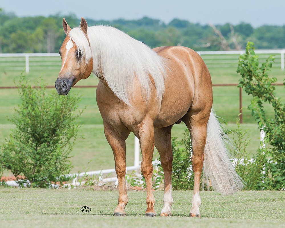 MAURO PENZA REINING NEWS: SHINERS VOODOO DR, 3 MILLION DOLLAR SIRE