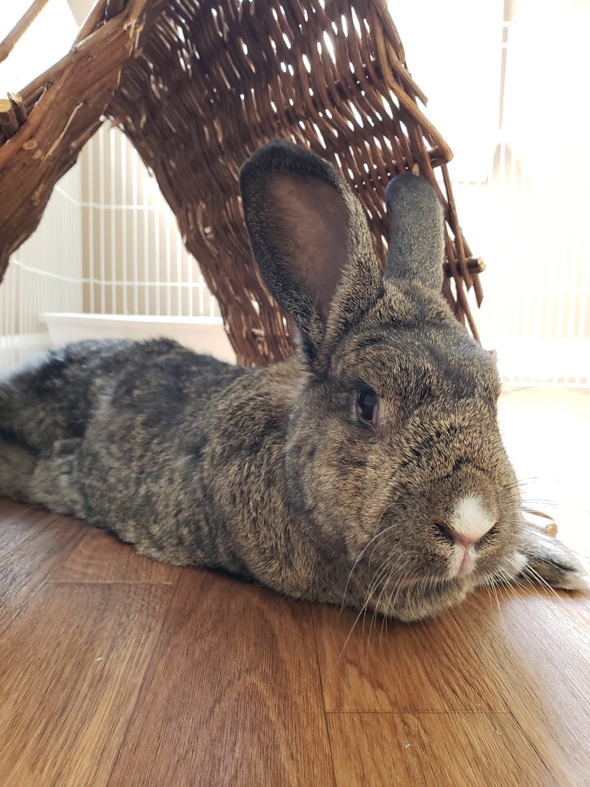 Tales from The Raspberry Rabbits: 2018