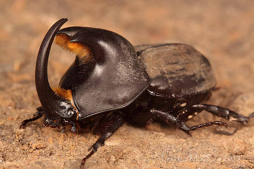 Agronomía en La Pampa.: Bicho Torito. Control