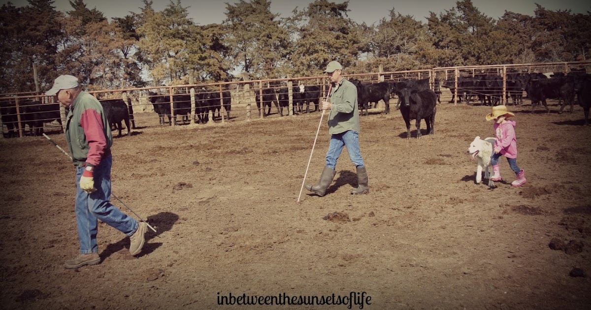 In Between the Sunsets of Life: Sorting Cattle!