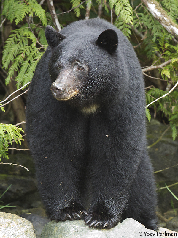 Yoav Perlman - birding, science, conservation, photography: BC - Black ...