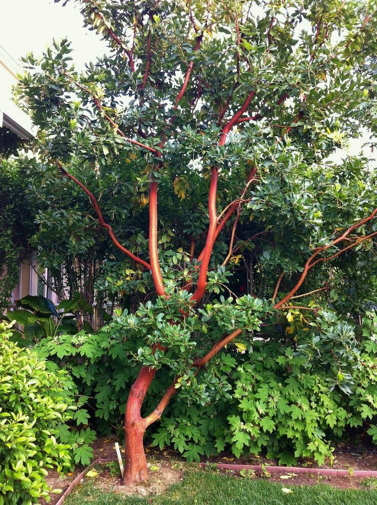TreeDawg Blog: Wonderful Tree #1: Arbutus Marina Strawberry Tree/Madrone