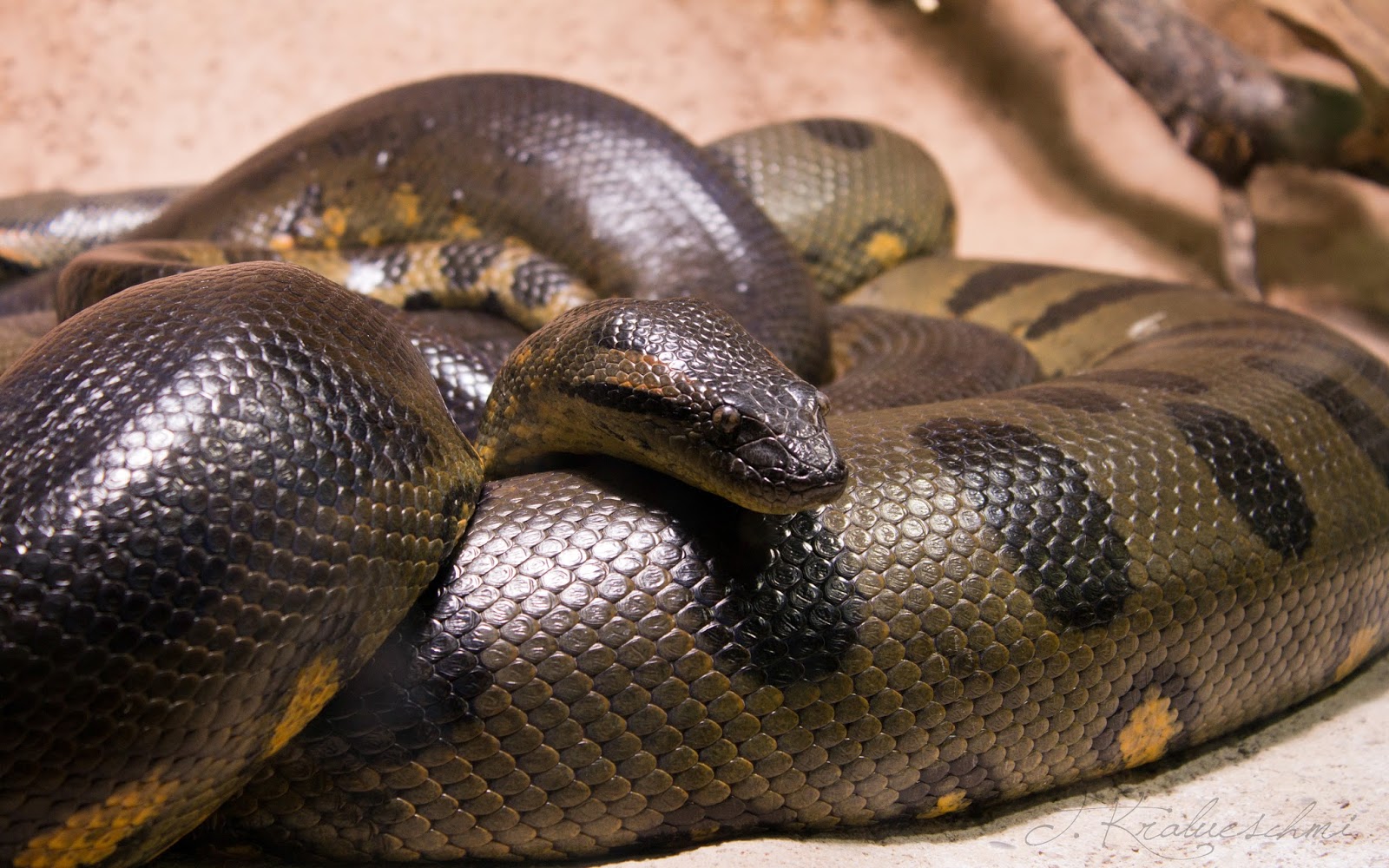 A Bank of Knowledge : Brief history Anaconda snake..