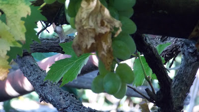 Parra de uva wallpapers HD