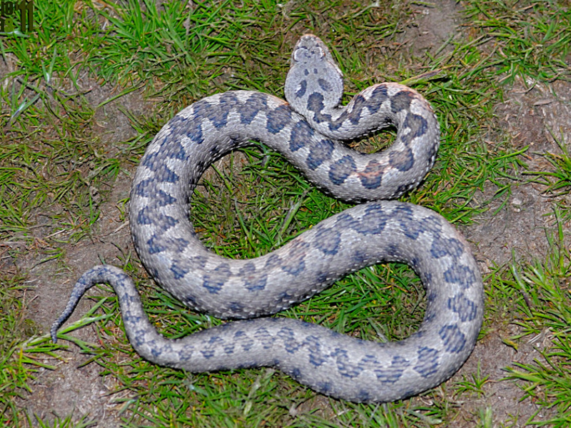 Sendero de la Víbora-Senda de los Mineros-Minas de Colón-Refugio y ...