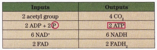 Krebs Cycle or Citric Acid Cycle - New Science Biology