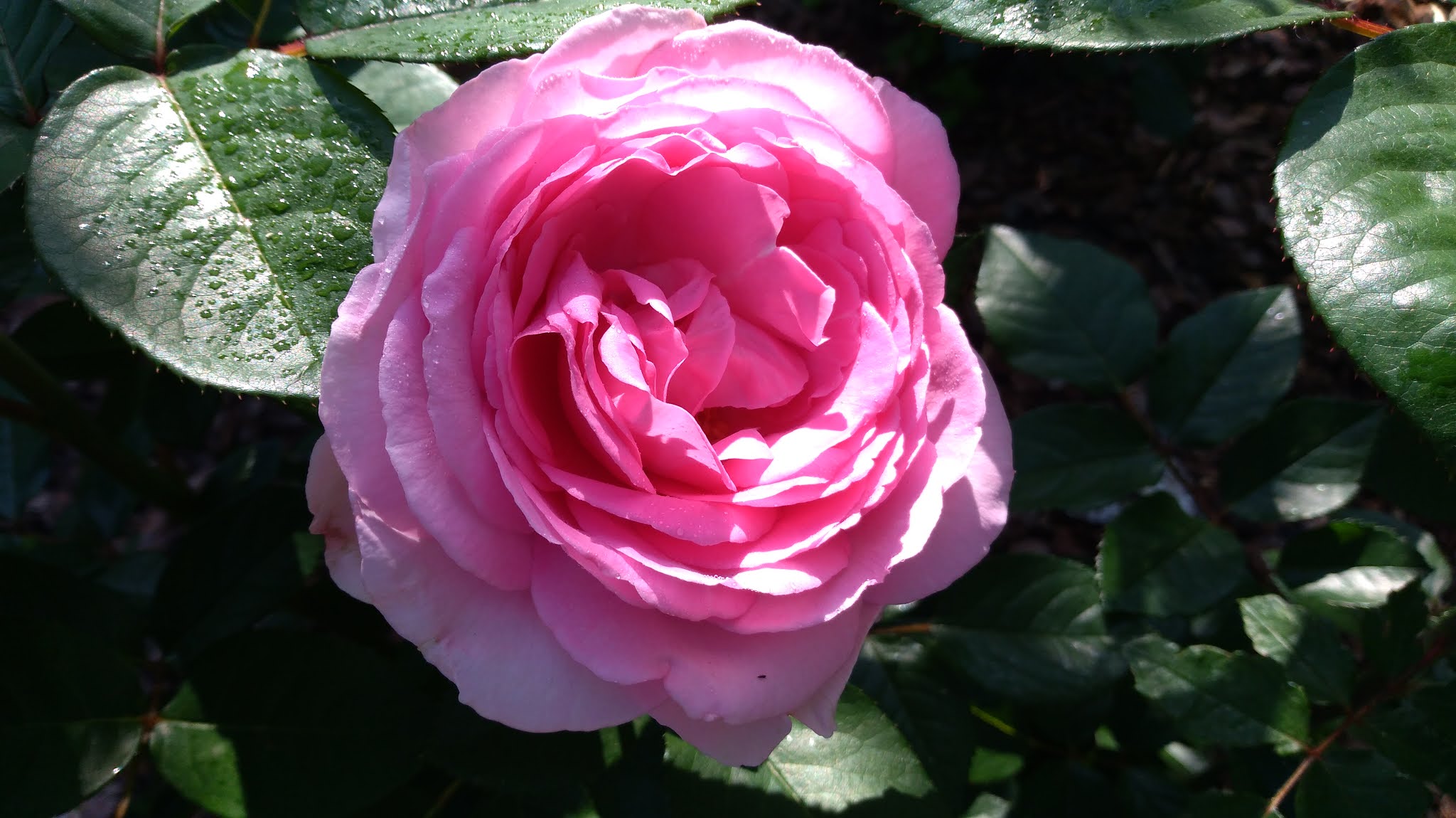 Ranczo Elma: Róża (Rosa) Ghita Renaissance