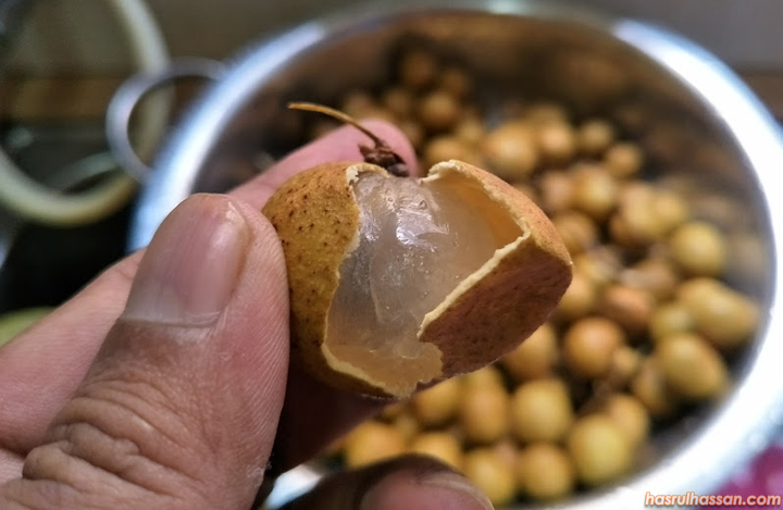 Apa Beda Longan Dan Mata Kucing - nerveploaty
