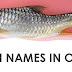 Fishes of Orissa - Local fish names English - Odia ( Oriya ) in Odisha ...