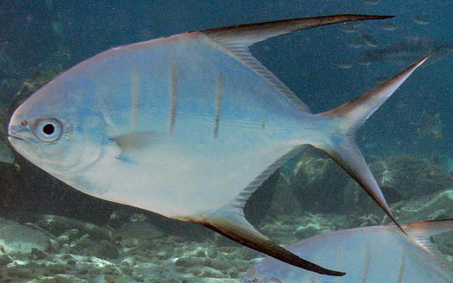 No Mar Profundo: Pampo - Sernambiguara