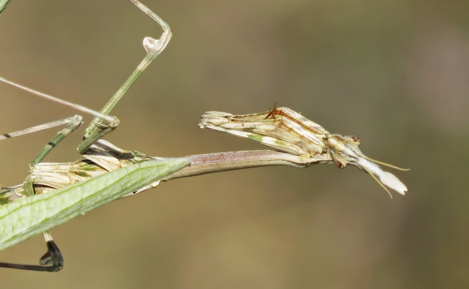 TERRITORIO NATURAL: mantis palo en La Moraña
