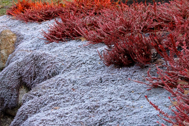 Diane Carnevale: Heathers + winter blooming heath
