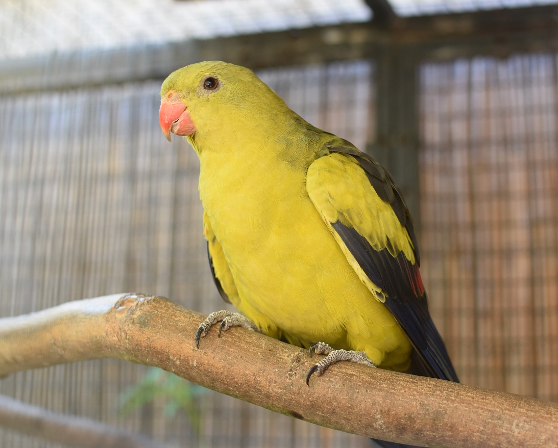 ZOOTOGRAFIANDO (6.100 ANIMALS): PERICO REGENTE / REGENT PARROT ...