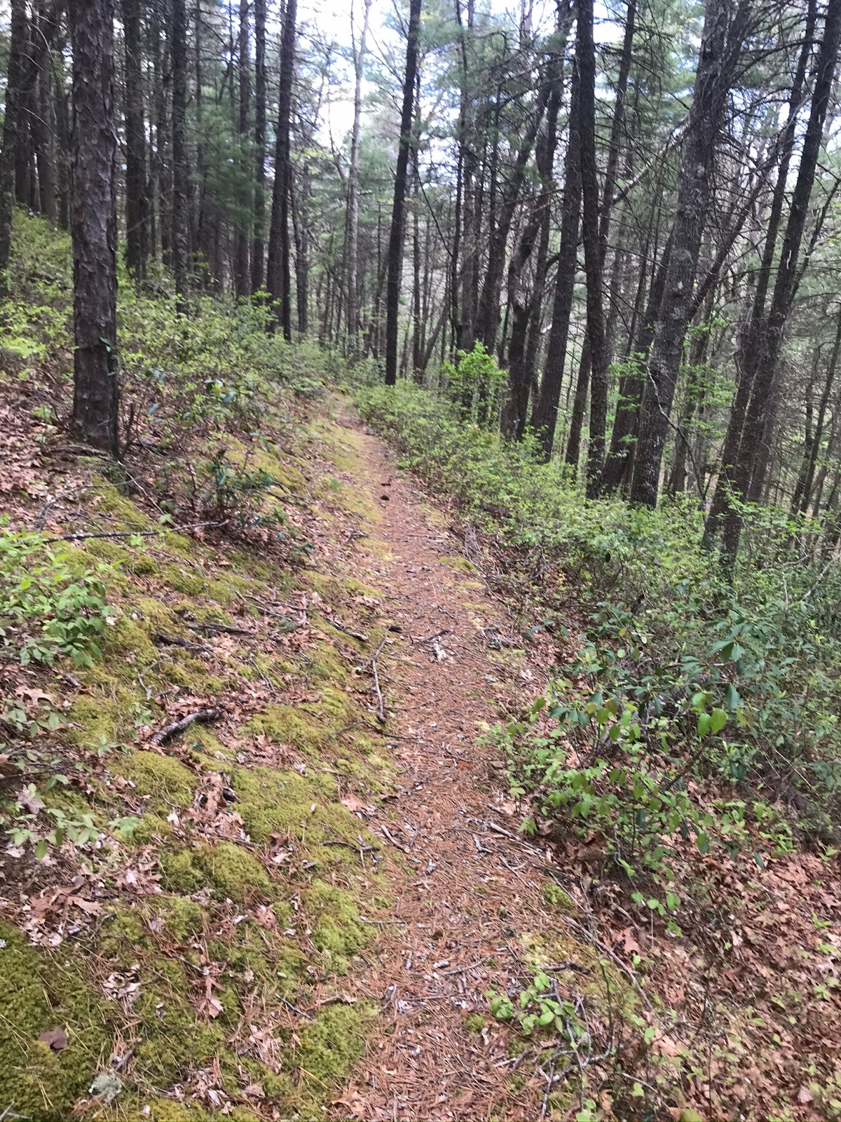 Wandering Virginia: Short Ridge Trail, GWNF