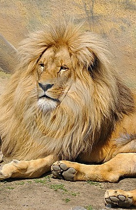 FELINOMANIA Y FELINOLOGIA: LEON DE KATANGA : LEON DE AFRICA MERIDIONAL