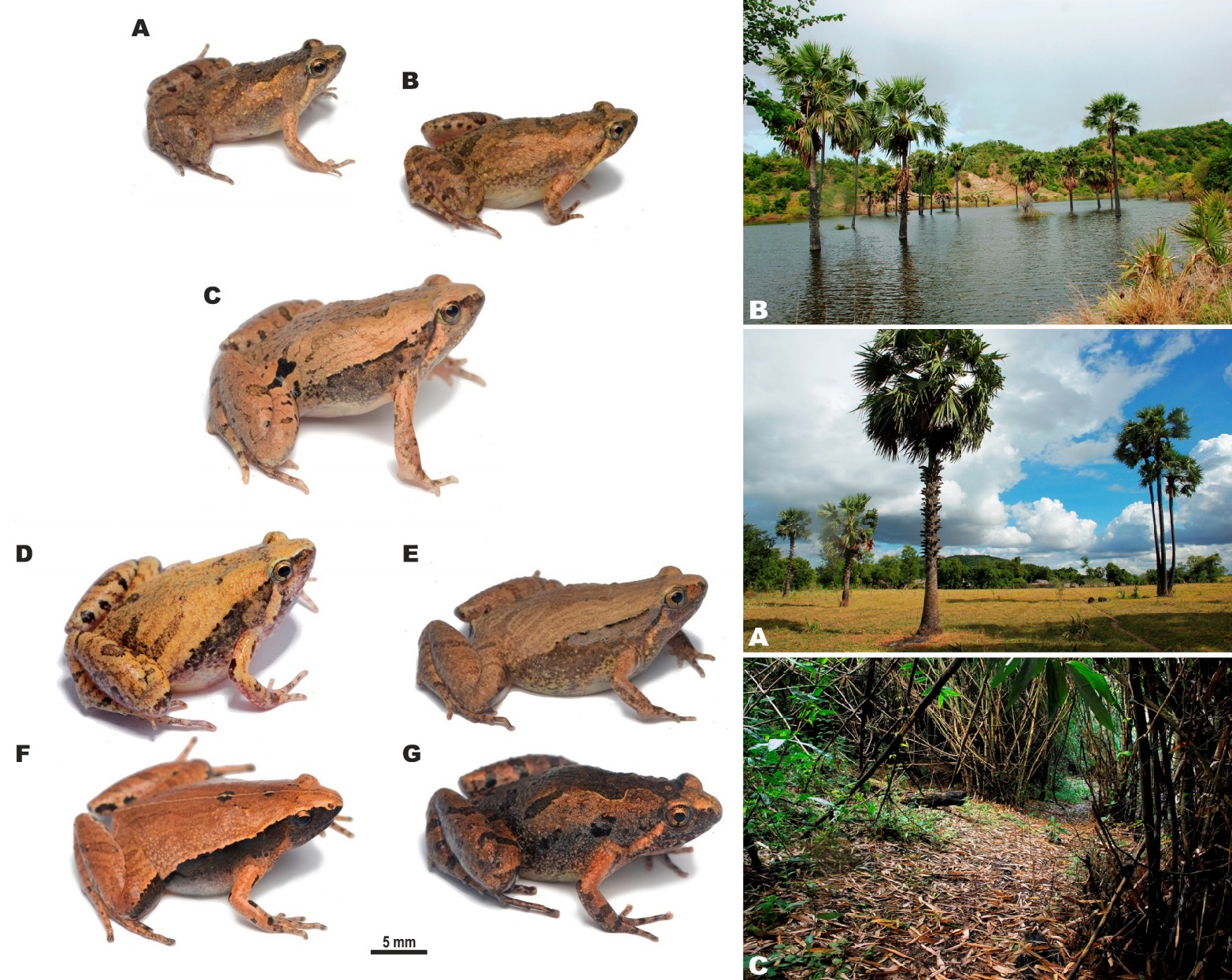 Species New to Science: [Herpetology • 2019] On the Road to Mandalay ...