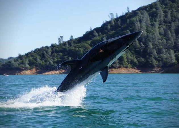 Shark Submarine | BYFFER