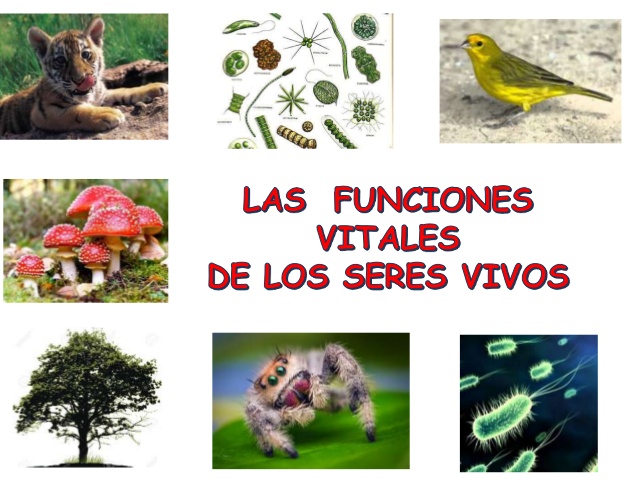 Blog de Biología y Ciencias: Las funciones vitales