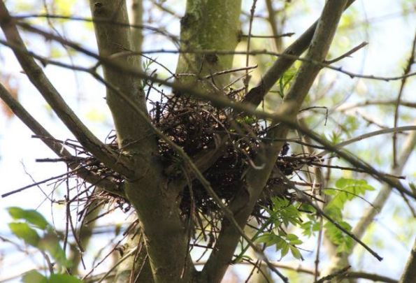 Vogels in de Oranjepolder (en soms ver daarbuiten): maart 2016