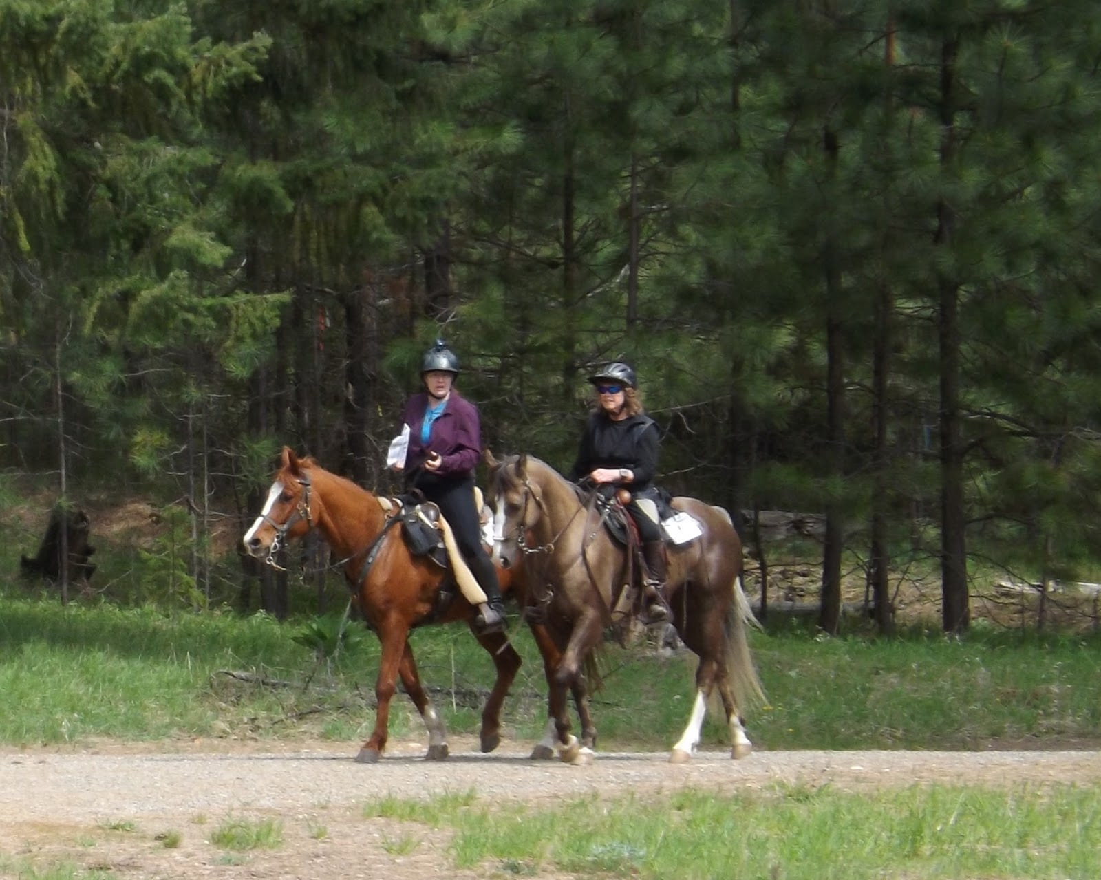 The Hoge Homestead ~: ACTHA Competitive Trail Ride