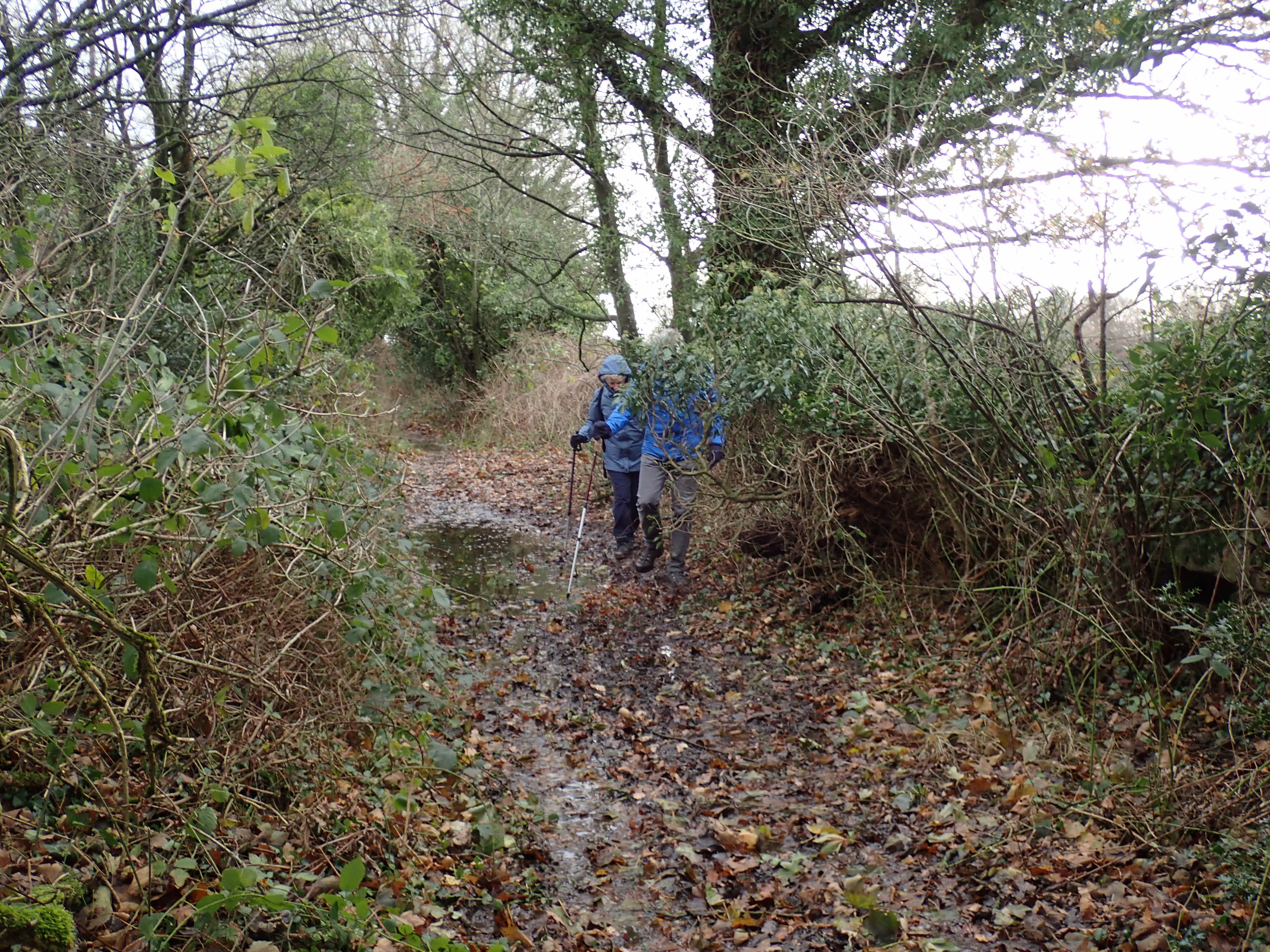 The Rainforest Fund Project: Rathmell -1 Dec 2021 Walk for the Climate ...
