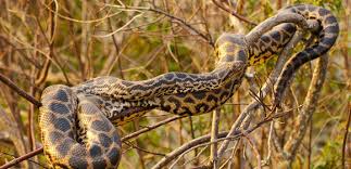 Flora y Fauna ~ PARAGUAY
