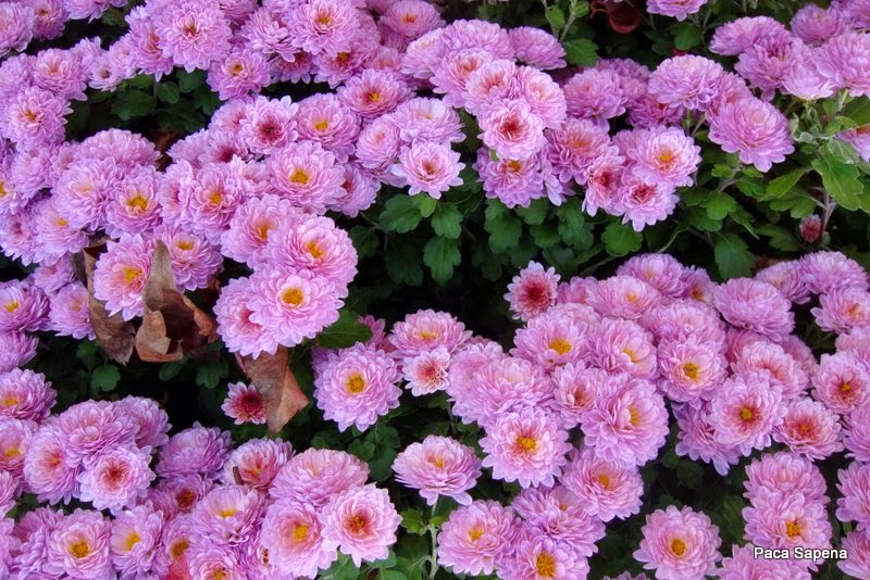 La Rioja de la A a la Z: CRISANTEMOS PARA TODOS LOS SANTOS