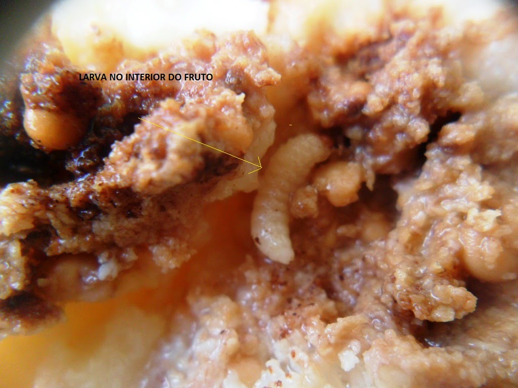 jml: É O BICHO BICUDO DA GOIABA!!!!