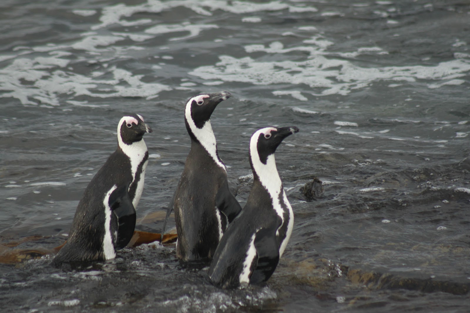Robben Island Penguin Tracks: Researchers & Assistants
