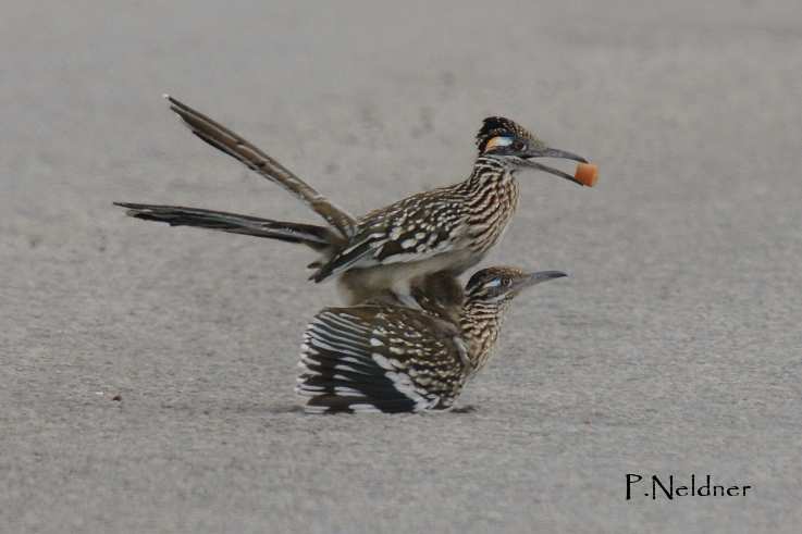 Rural Chatter: Birds, Nature and Environment: Did you know a Roadrunner