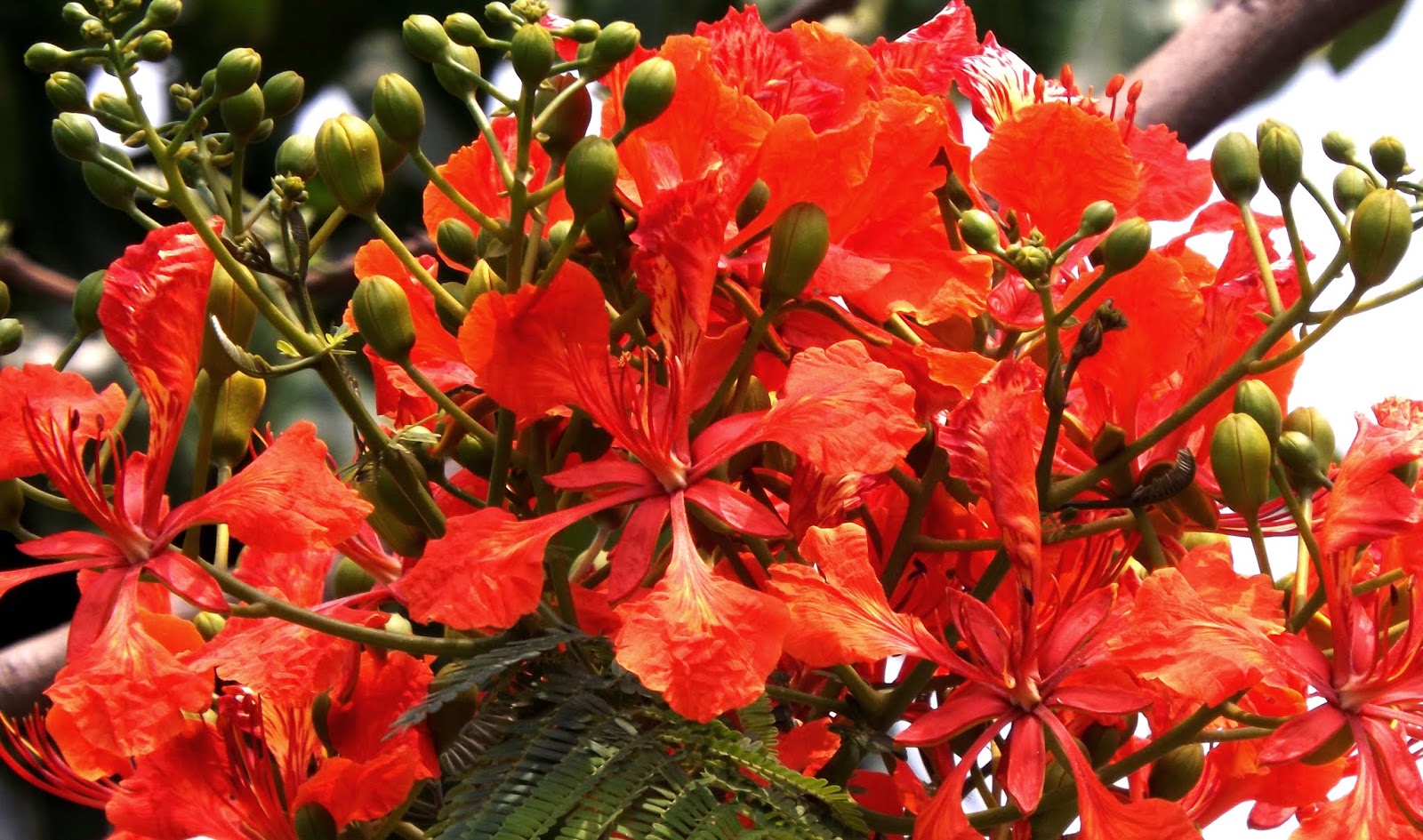 krishnachura tree - Pregnancy Informations