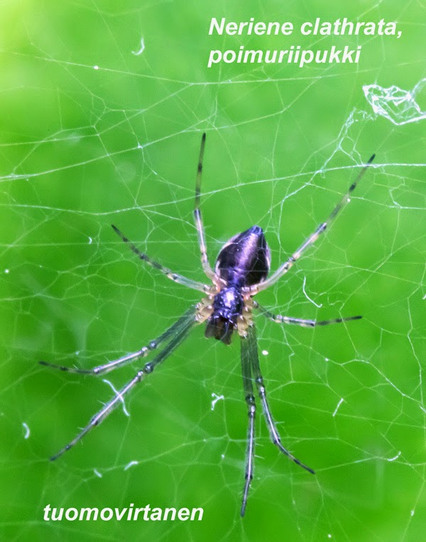 tuomovirtanen: Suomen Hämähäkit-Araneae-Spiders of Finland.