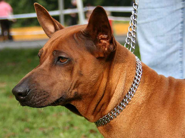 Thai Ridgeback is an Intelligent, Loyal, and Protective Dog Breed ...