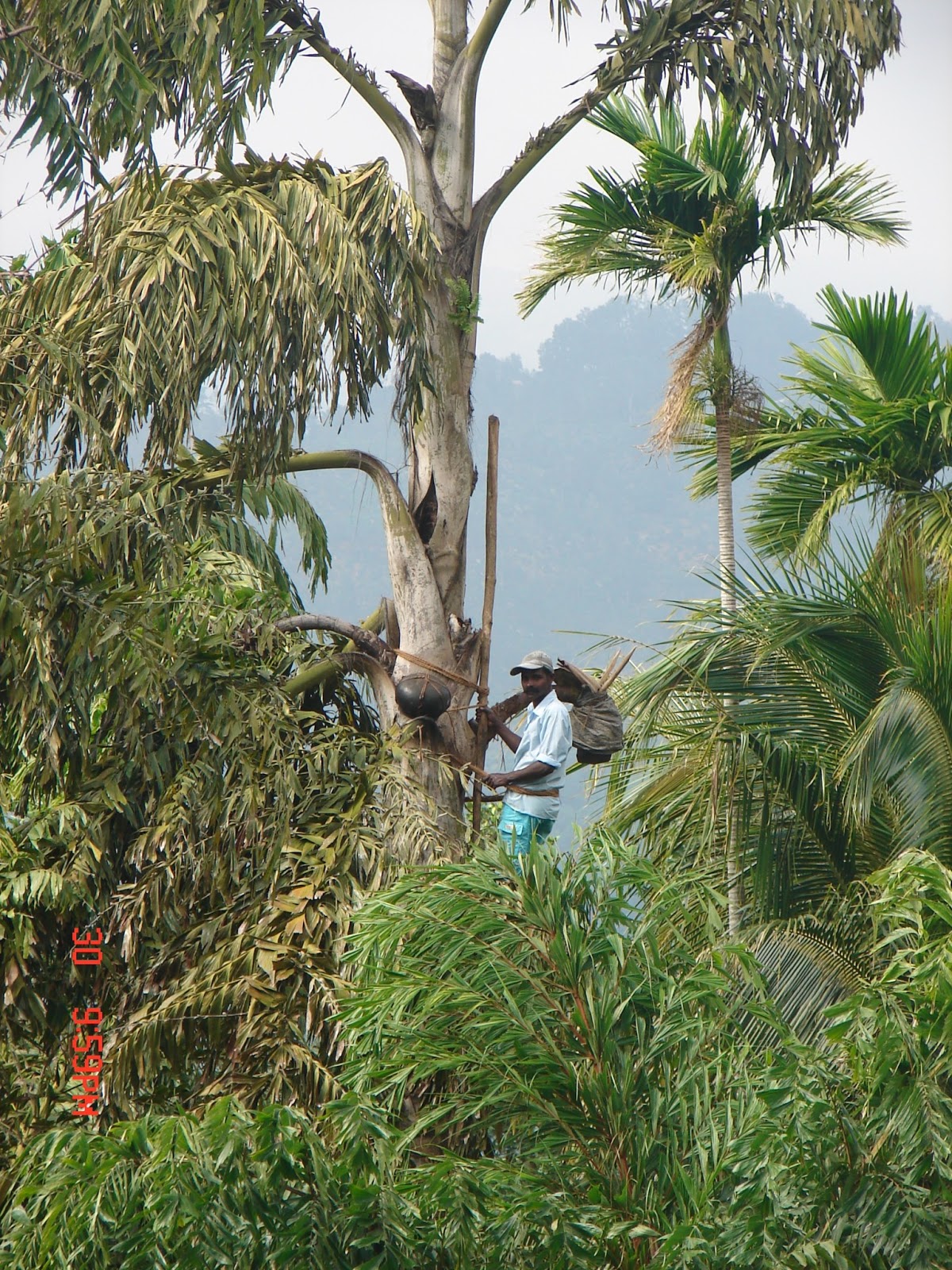 mihirasa kithul products